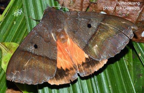 Papua Insects Foundation (Lepidoptera/Erebidae/Erebinae/Ophiusini/Thyas ...